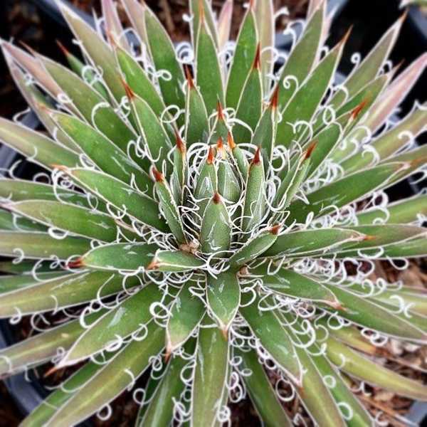 Agave filamentosa | Brough Plants