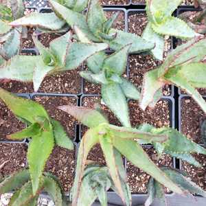 Aloe spectabilis | Brough Plants