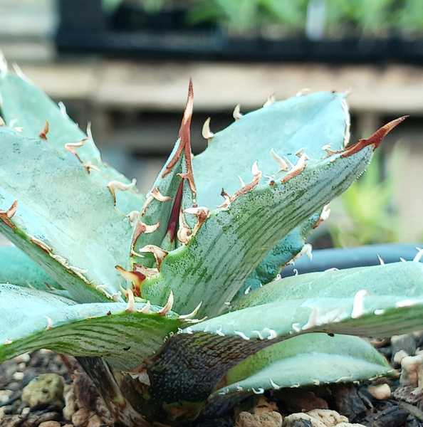Agave xylonacantha | Brough Plants