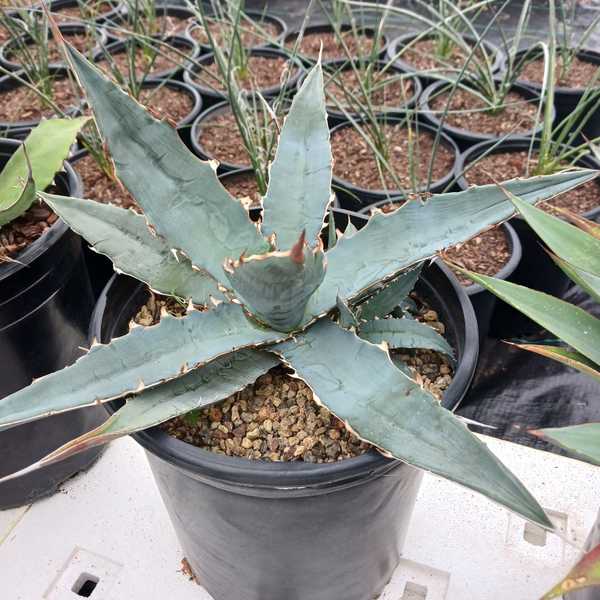 Agave xylonacantha | Brough Plants